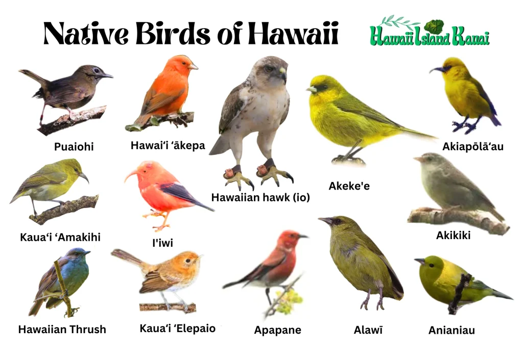 Native Hawaiian Birds Although Hawaii Is Home To 35% Of The Bird