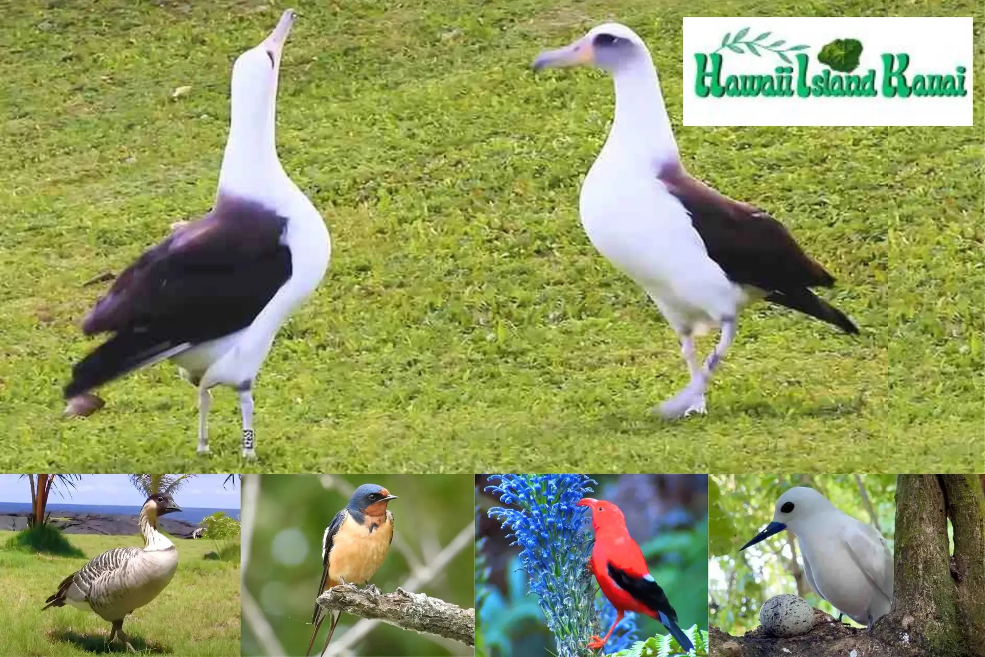 Hawaii Island Kauai: Discover Nature’s Tropical Paradise