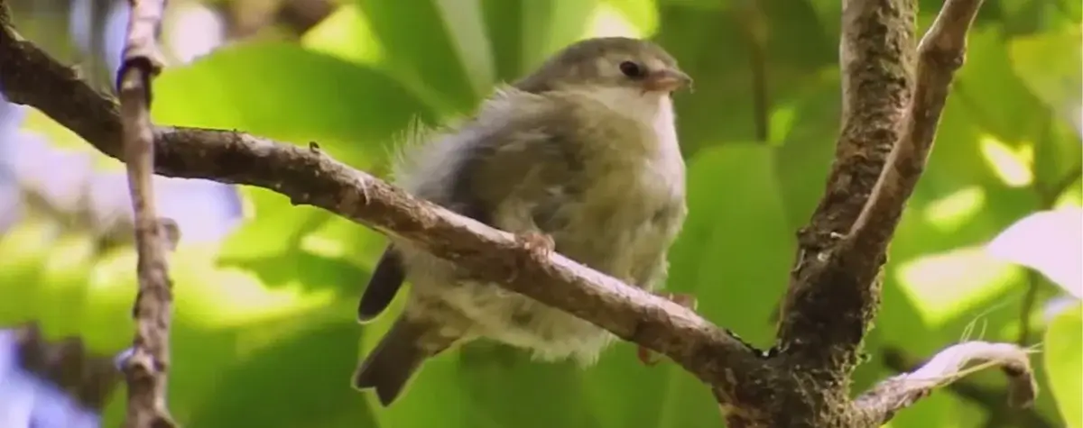 Akikiki Beautiful Endangered Honeycreeper Of Kauai's Forests