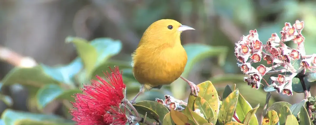 Anianiau | (A Small Yellow Honeycreeper Of Kauai, Hawaii)