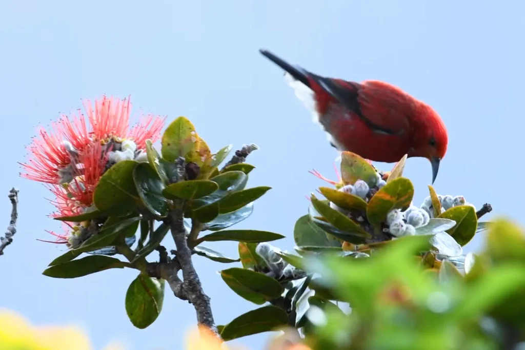 Apapane: Discover The Beautiful Red-Headed Bird Of Hawaii