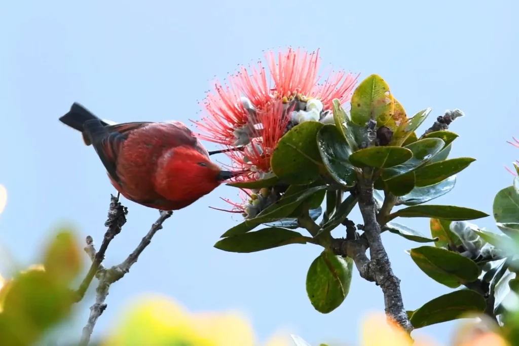 Apapane: Discover The Beautiful Red-Headed Bird Of Hawaii