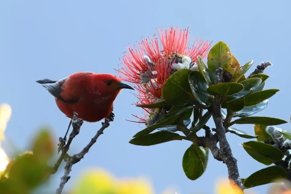 Apapane: Discover The Beautiful Red-Headed Bird Of Hawaii