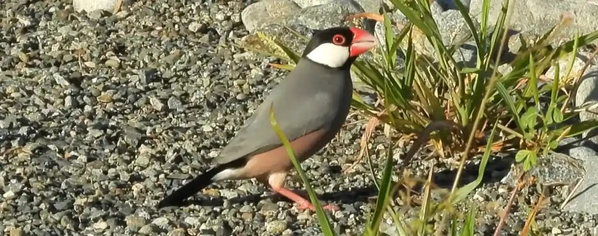 Java Sparrow: A Colorful Finch In Kauai’s Birdlife