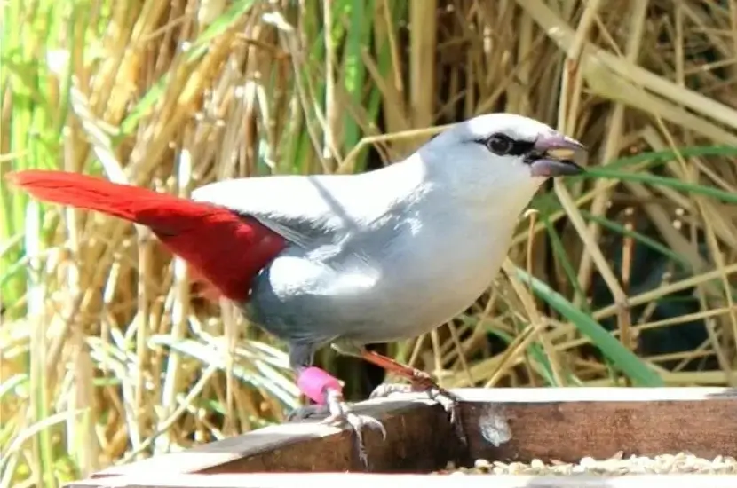Lavender Waxbill: A Graceful Finch In Kauai’s Wildlife