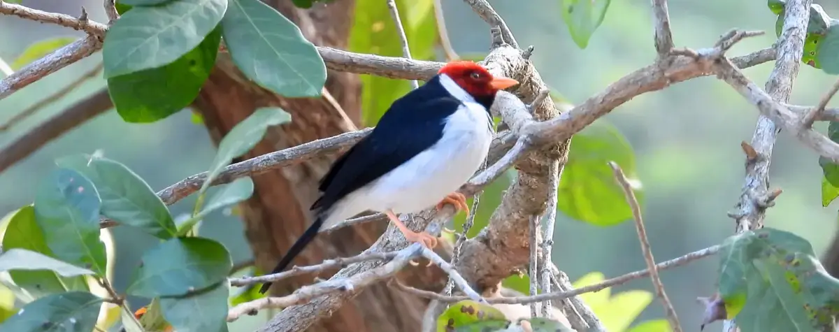 Yellow-Billed Cardinal | (A Beautiful Red Bird Of Kauai)