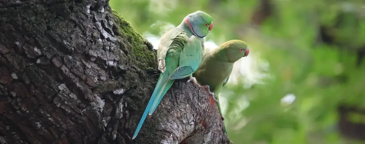 Rose-ringed Parakeet – Traits, Care And Habitat Guide