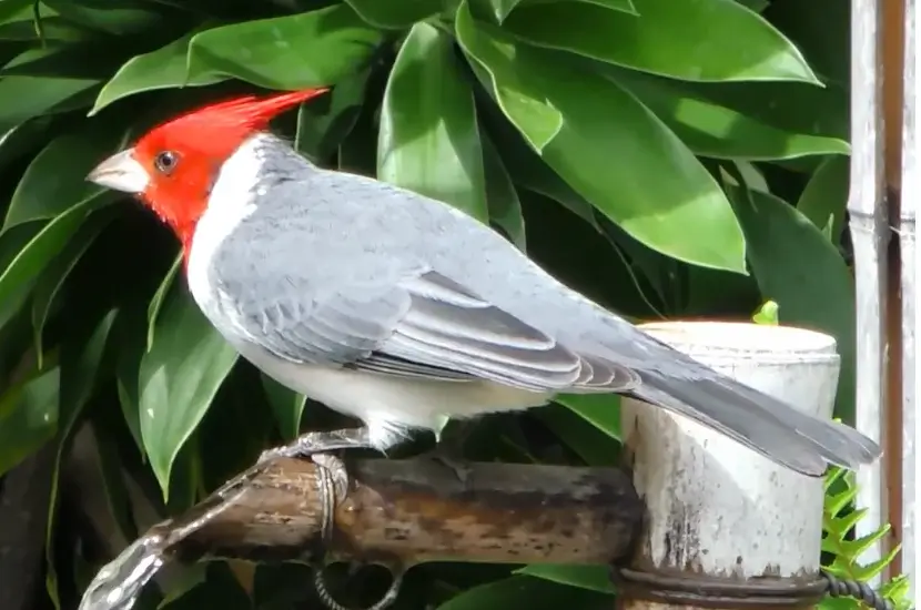 Red-crested Cardinals – Facts, Habitat And Behavior