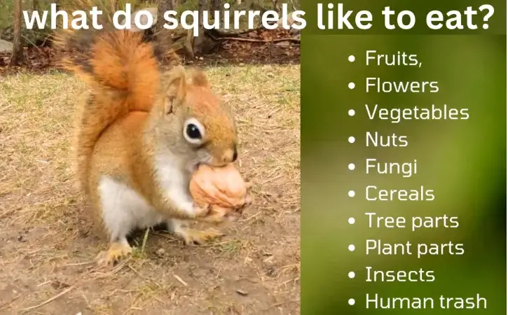 What Do Squirrels Like To Eat? Surprising Foods They Love!