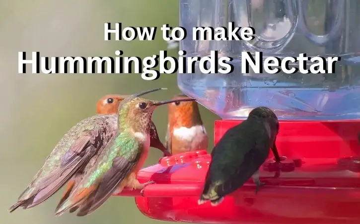 How To Make Hummingbird Nectar: Easy DIY Recipe