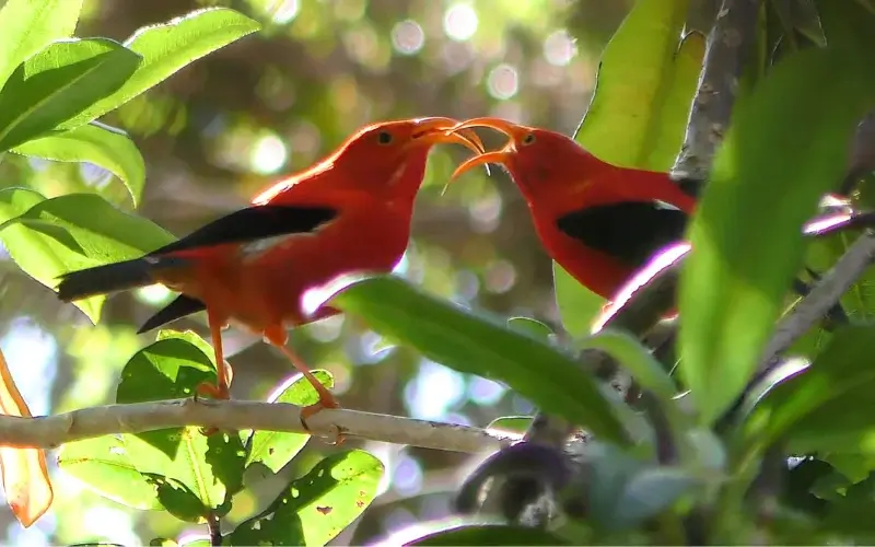 Iiwi Bird: Discover Hawaii’s Beautiful Scarlet Honeycreeper