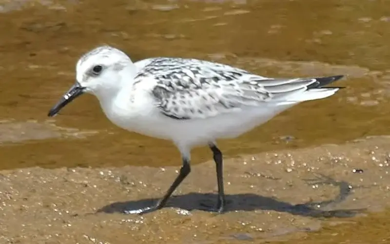 Sanderling Bird: A Beautiful Sandpiper Of Coastal Shores